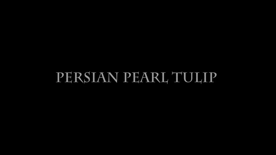 Persian Pearl Tulip by Rafic Daud - Book Trailer on Vimeo