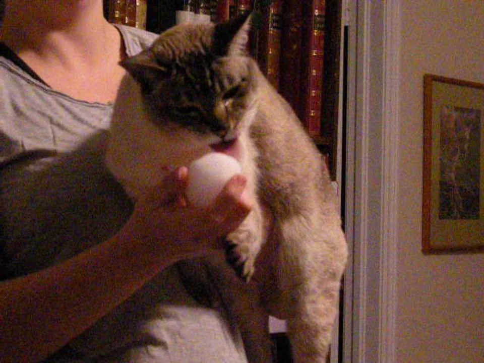 Yogi and the snowball on Vimeo