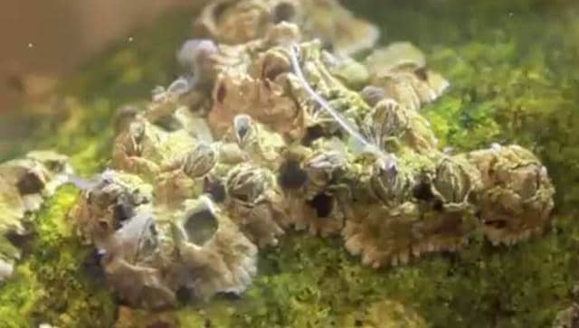 Mating barnacles on Vimeo