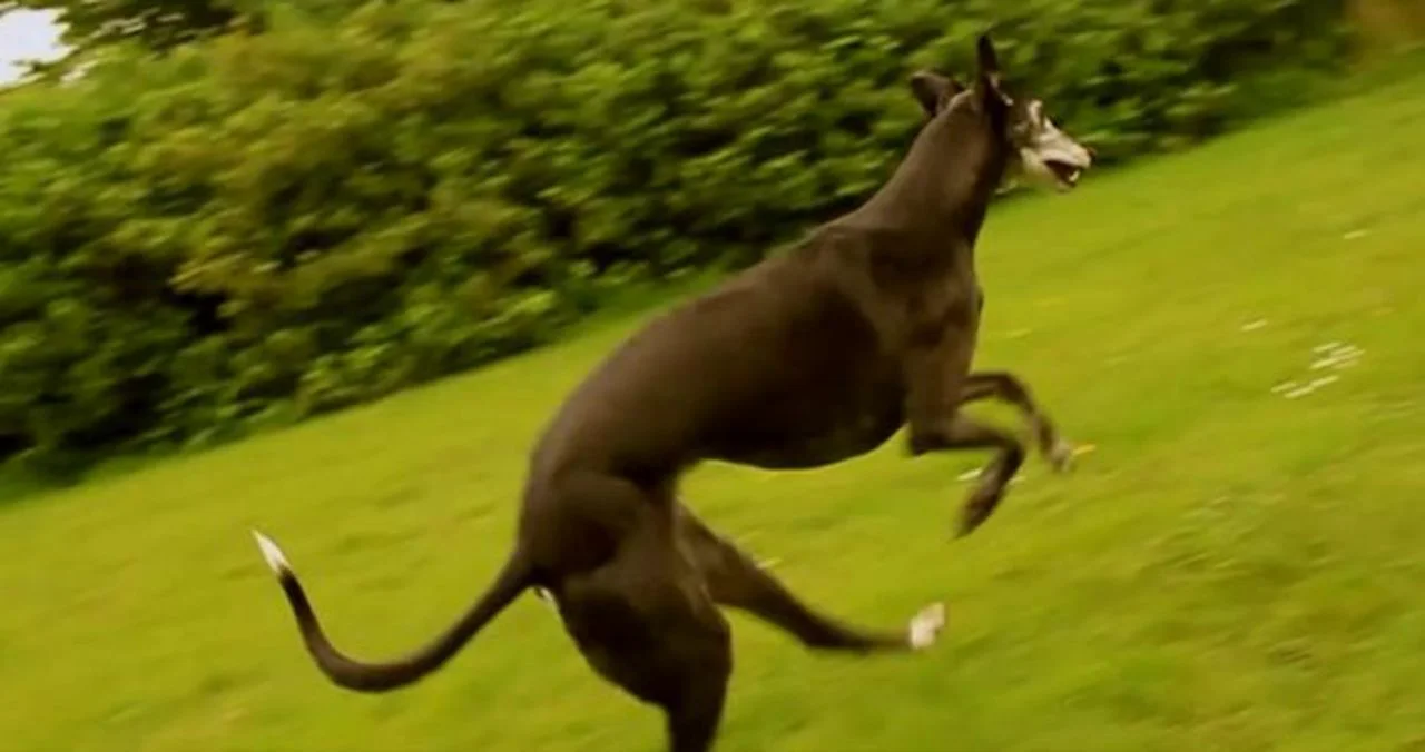 Ellie & Chester on Vimeo