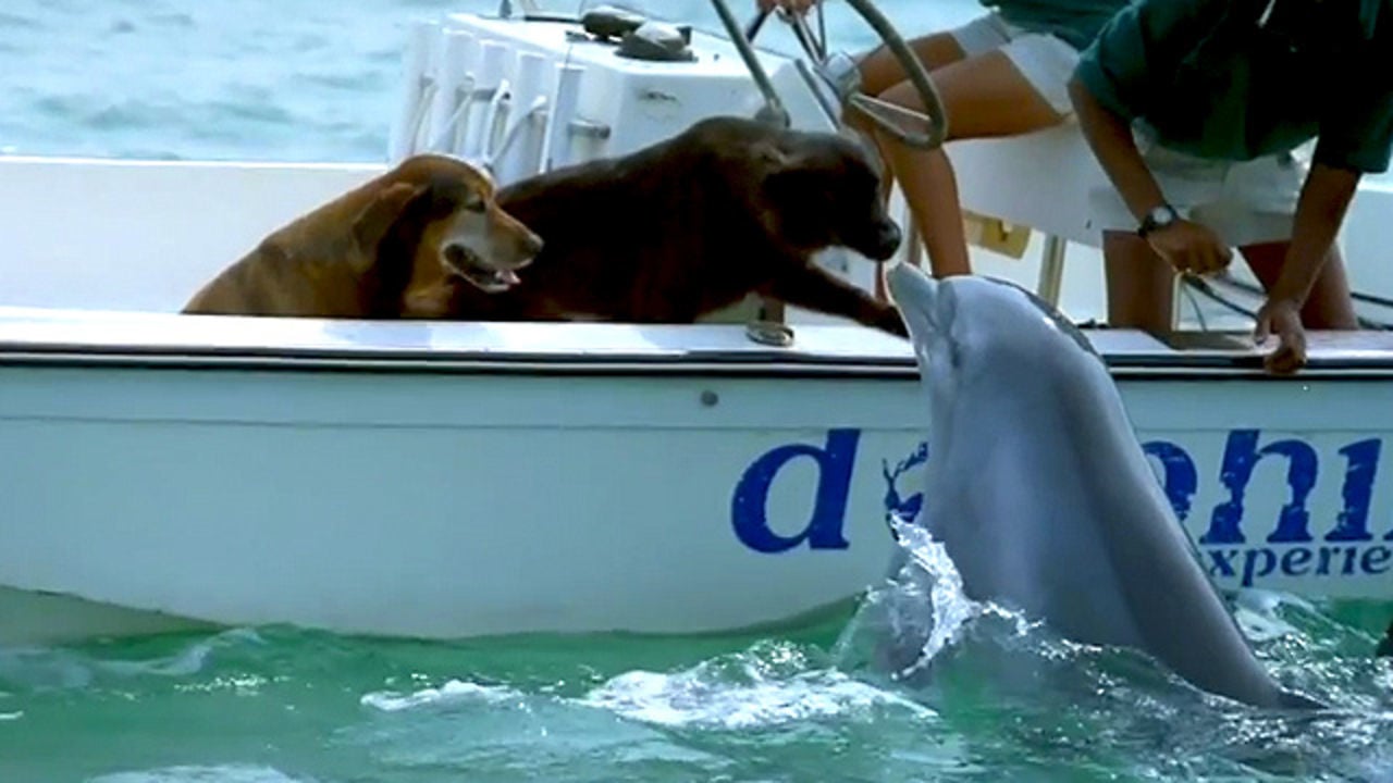 Dolphin Kisses Dog, Jumps For Joy! on Vimeo