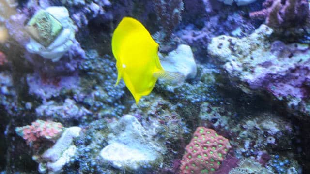 Yellow Tang Eating Bubble Algae on Vimeo