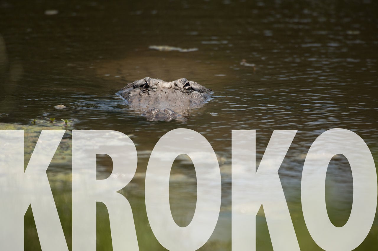 KROKO Trailer on Vimeo