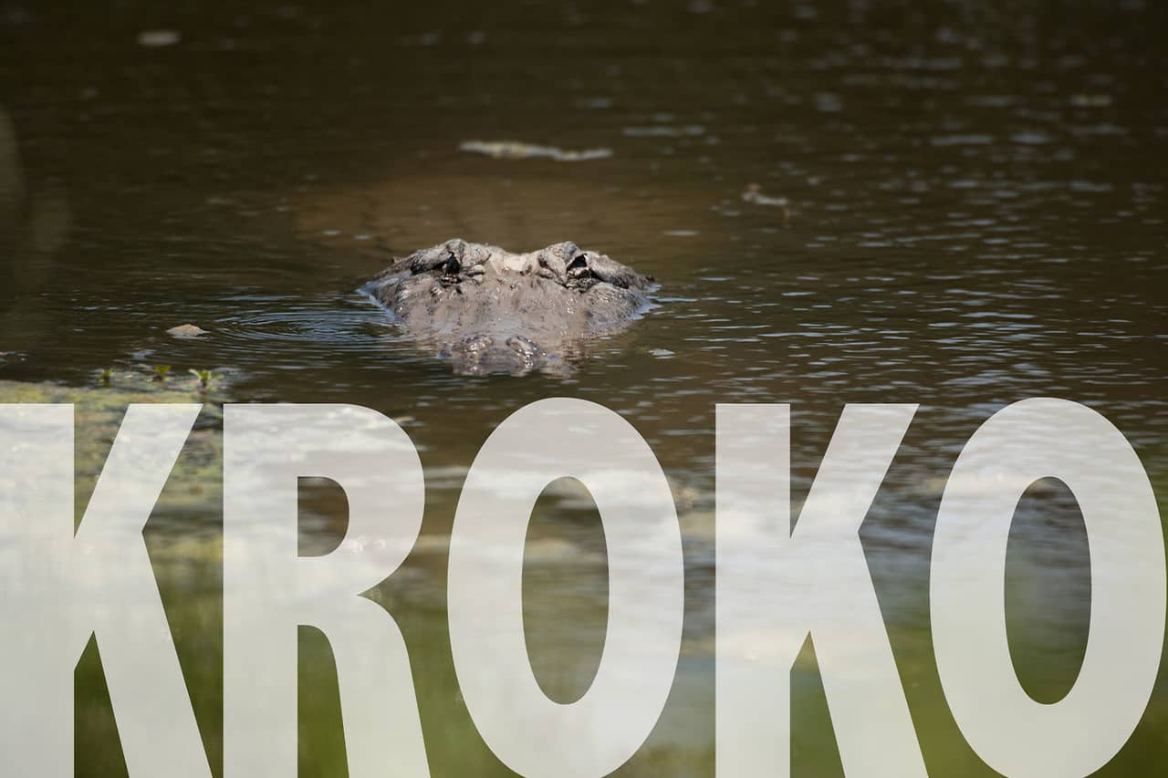 KROKO Trailer on Vimeo