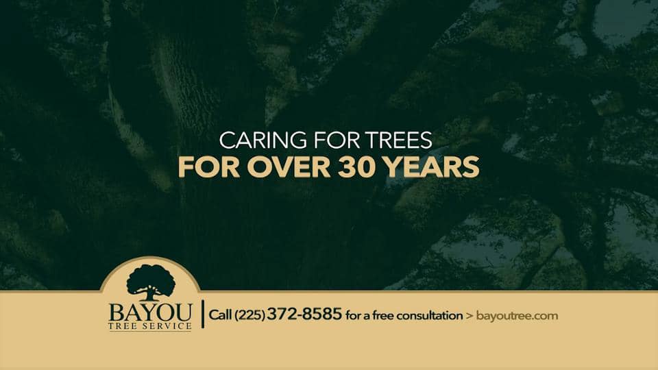 Bayou Tree Service on Vimeo