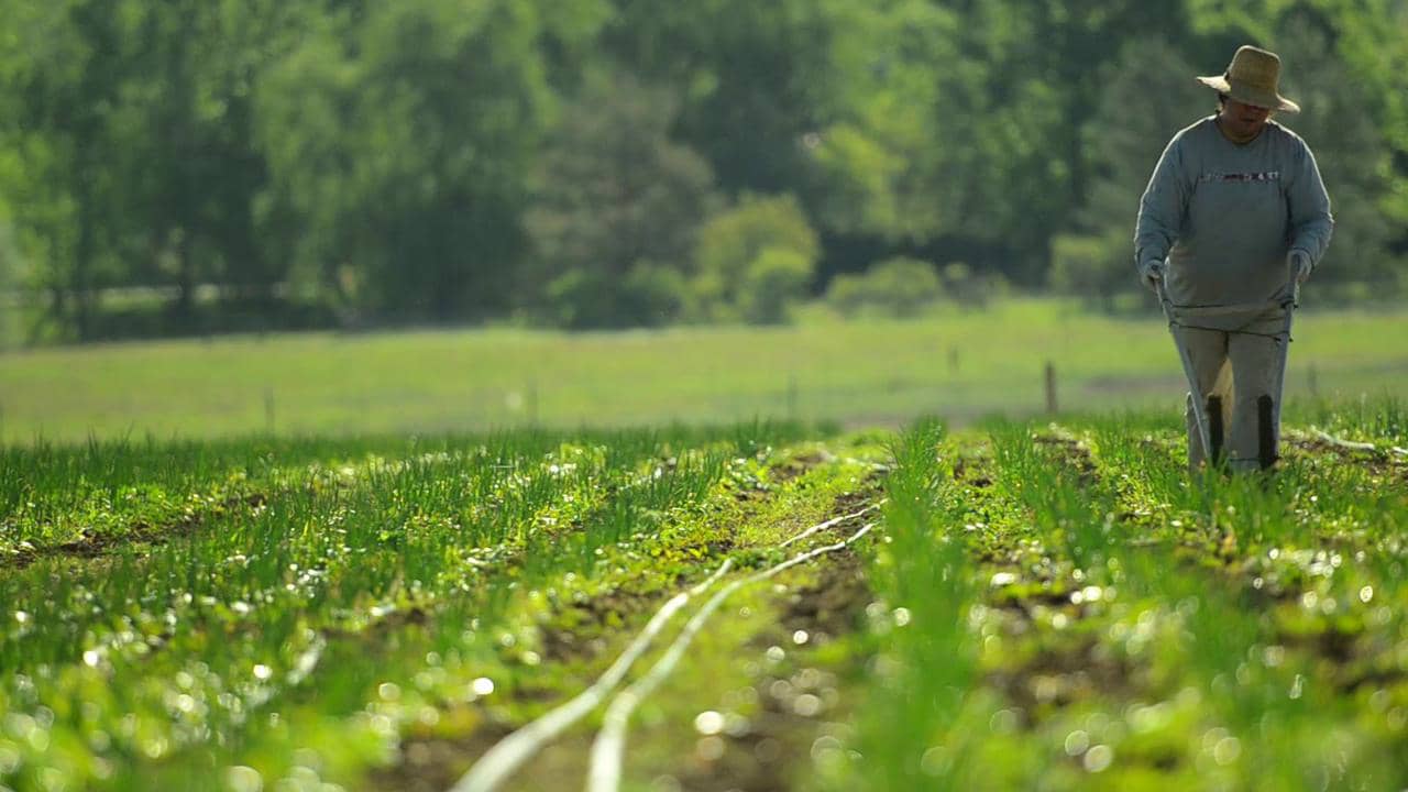 fresh & local: the farm movement on Vimeo