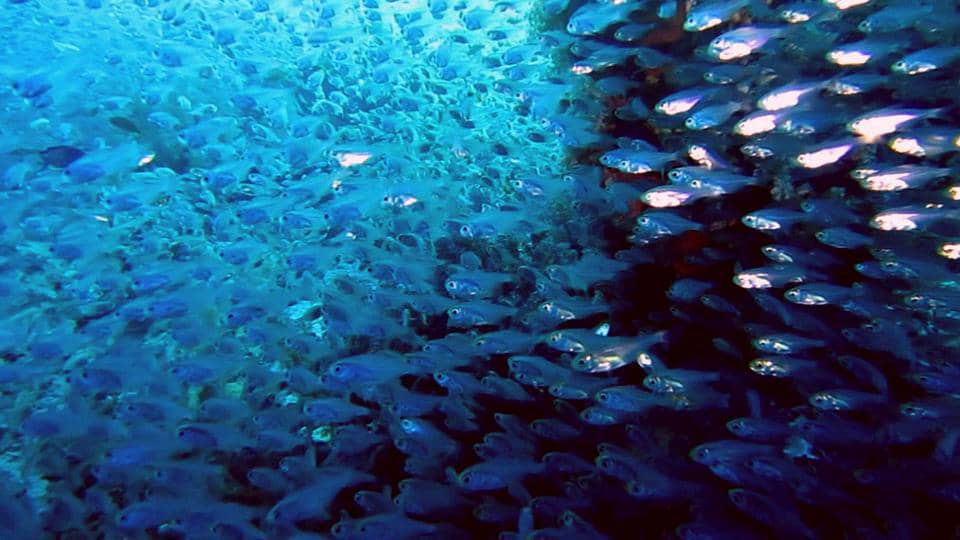 Plongée en Mer Rouge- Latitude 27 - Juillet 2012 on Vimeo