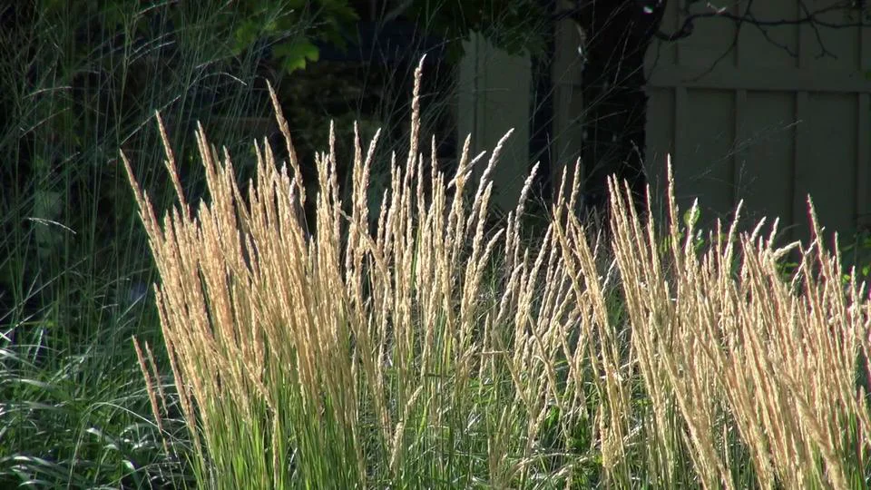 Sony HXR-NX30U on Vimeo