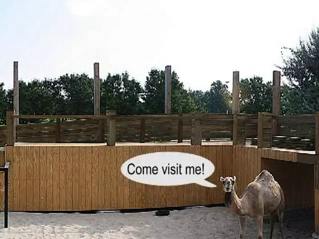 Lincoln Children's Zoo - Camel Exhibit on Vimeo