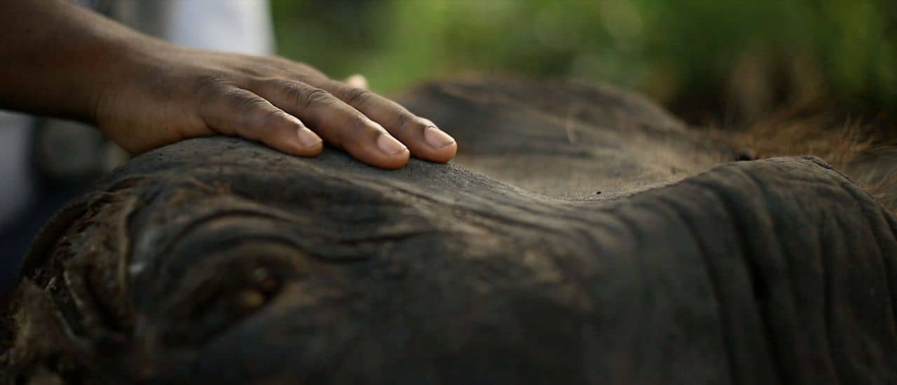 Elephant Slaughter - Cameroon on Vimeo