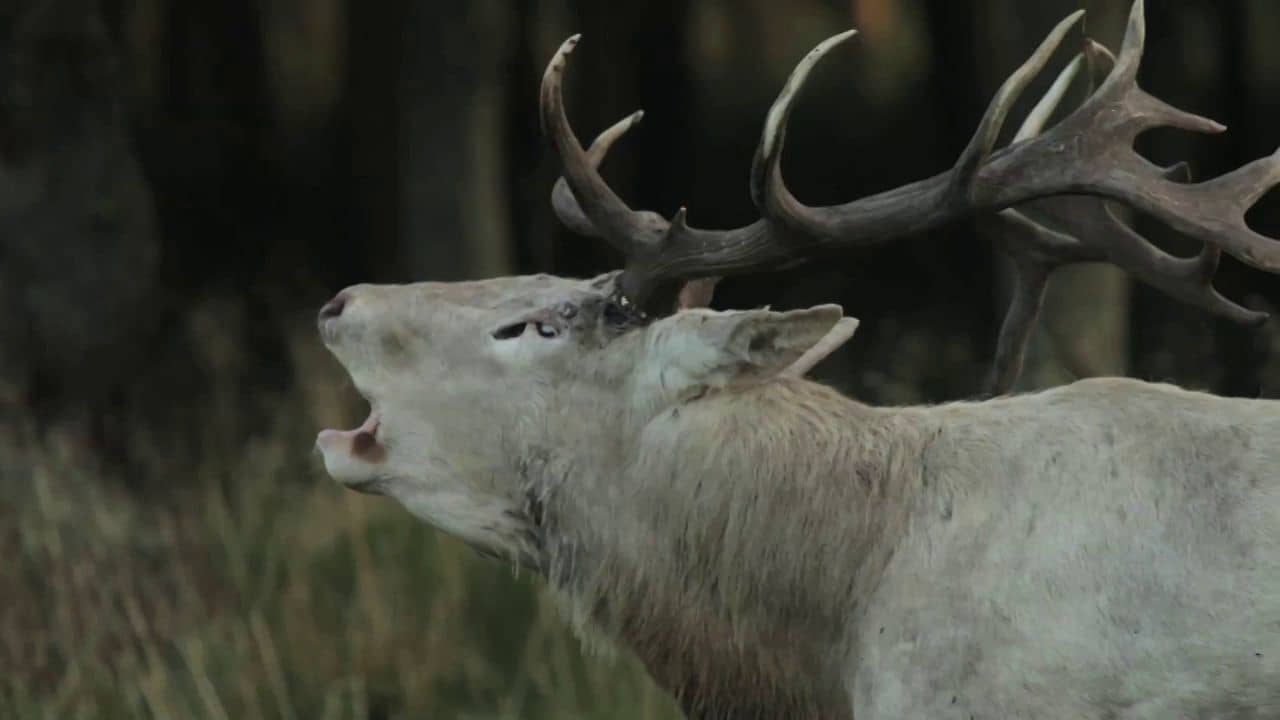 Red deer in Denmark on Vimeo