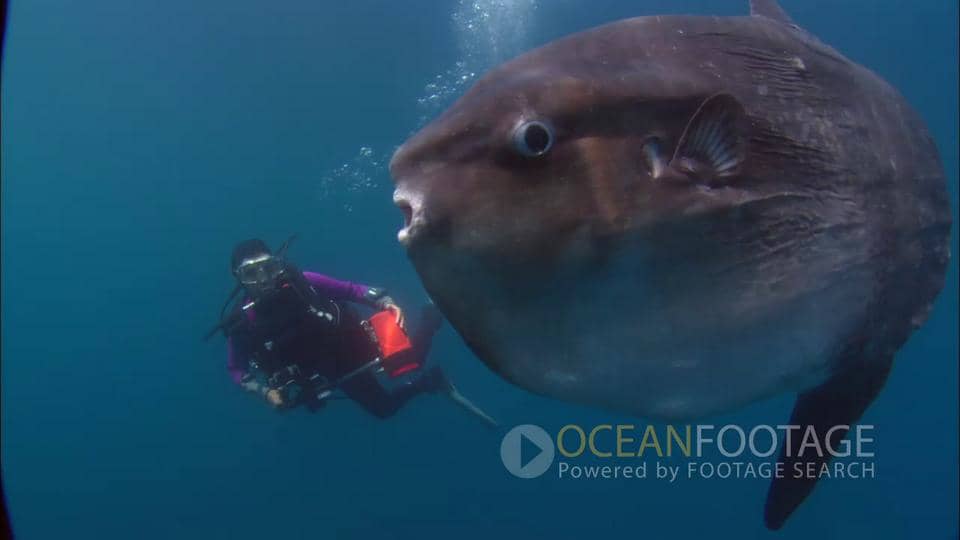 Ocean Footage: Big Fish on Vimeo