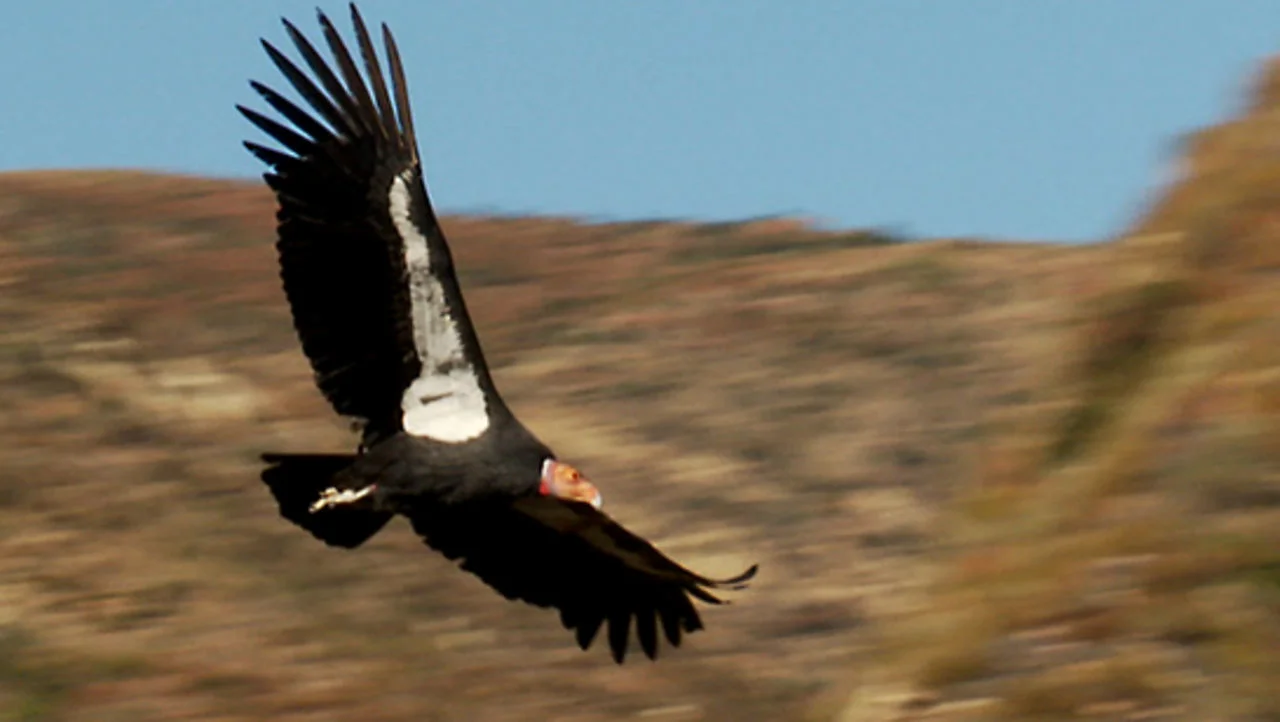 The Condor's Shadow - Trailer on Vimeo