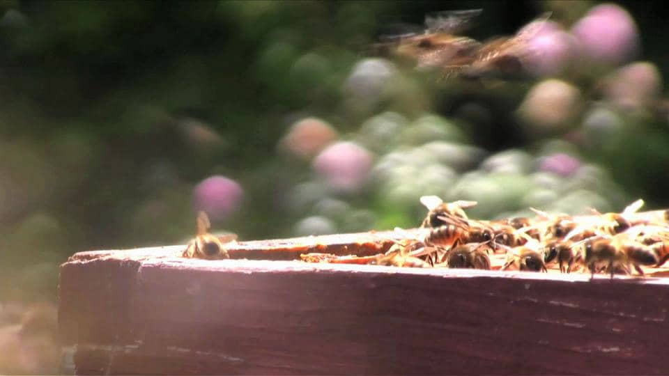 But Live It Slant, no. 1 bees on Vimeo