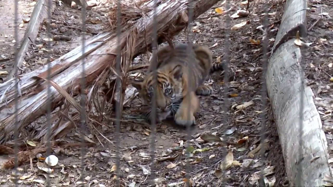 Images of Waco - Cameron Park Zoo Tiger Cubs on Vimeo