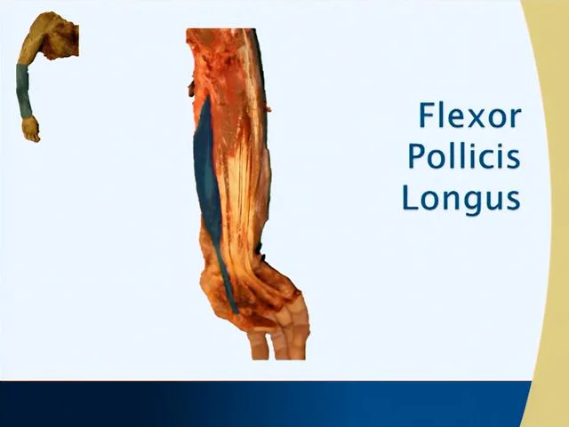 Extensor Digitorum Longus Cat