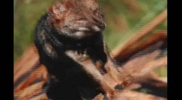 Historas de Payne Nguru / Stories of the Darwin's fox (Trailer) on Vimeo