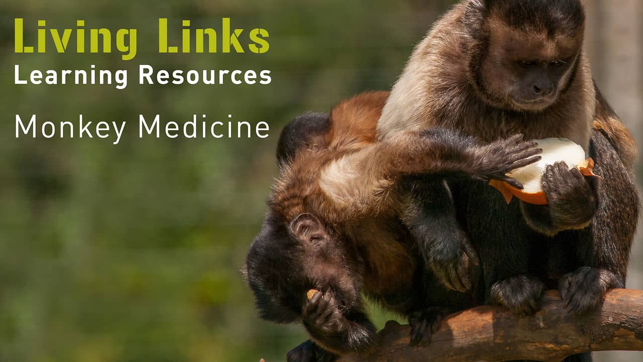 Monkey Medicine on Vimeo