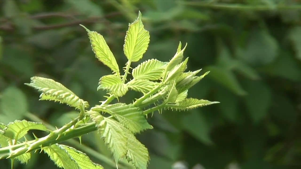 Himalayan Blackberry on Vimeo