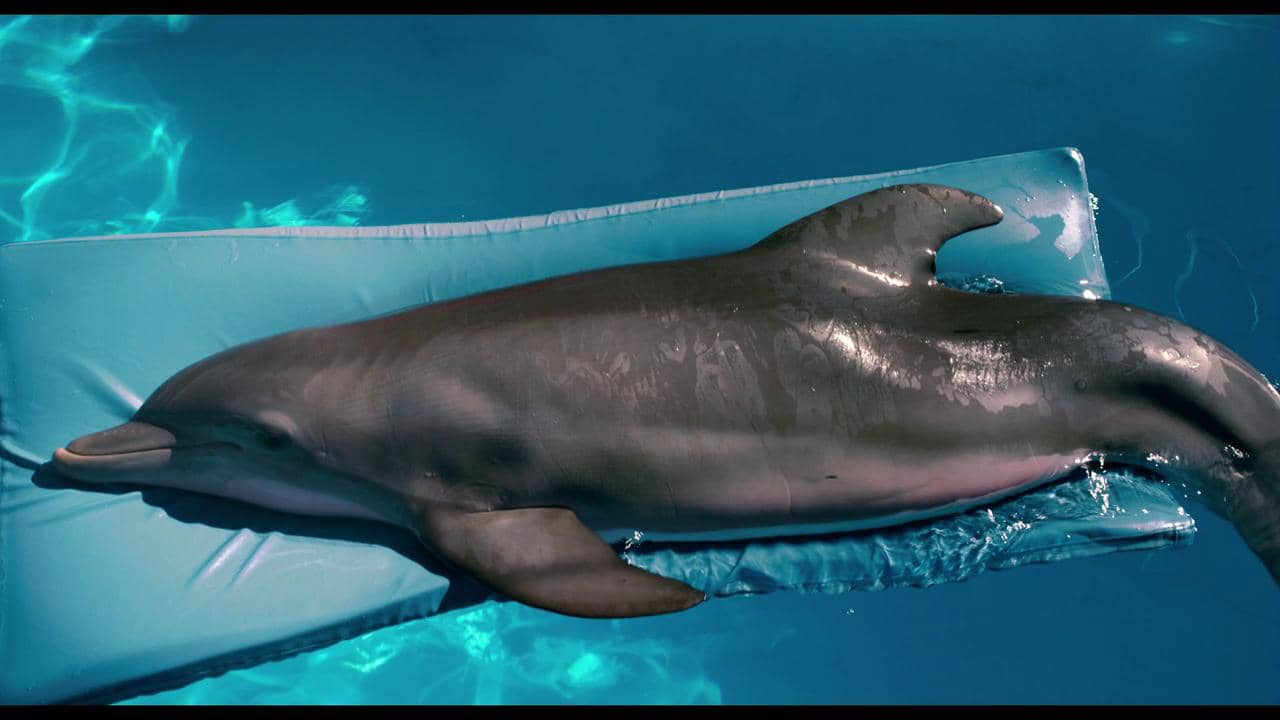 Dolphin Tale Trailer- Meet Winter on Vimeo