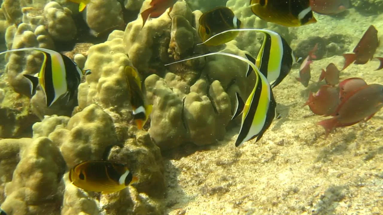 MIX OF TROPICAL FISH # 2, KAHALUU, 8/28/12 on Vimeo