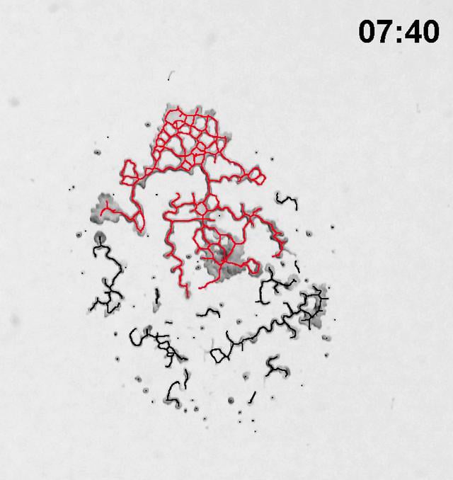 Network formation of the Slime Mold Physarum Polycephalum