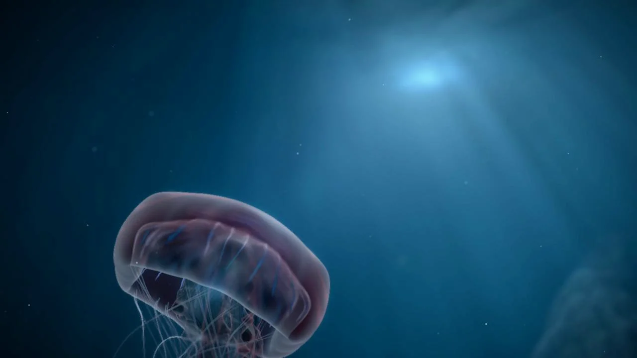 Jellyfish on Vimeo