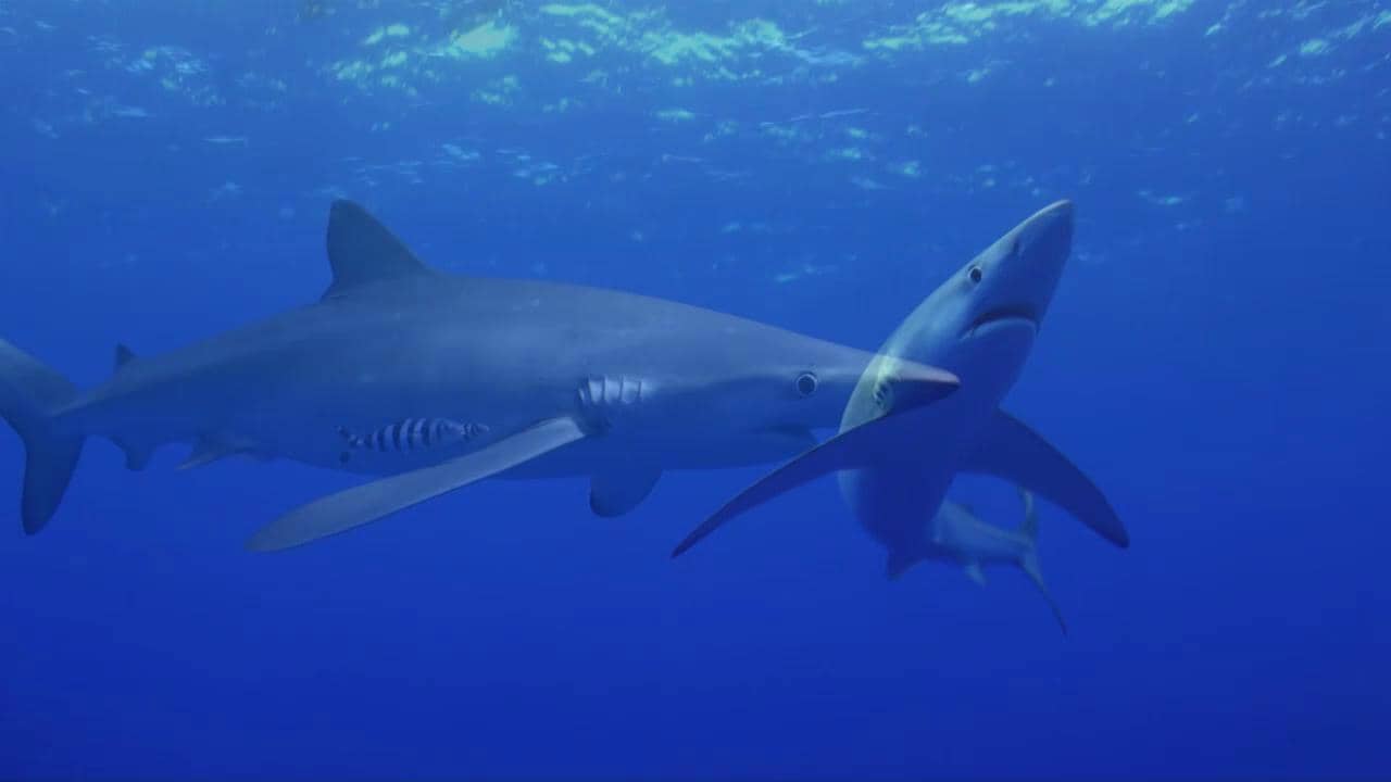 The Azores Underwater on Vimeo