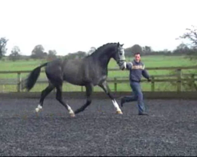Winner.graded stallion by corland on Vimeo