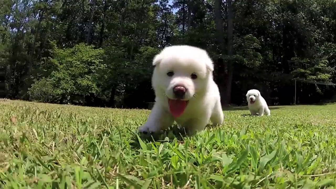 Polar Bear Puppies on Vimeo
