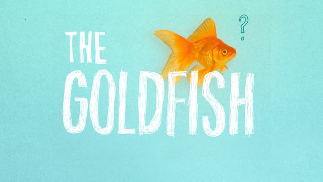The Goldfish on Vimeo