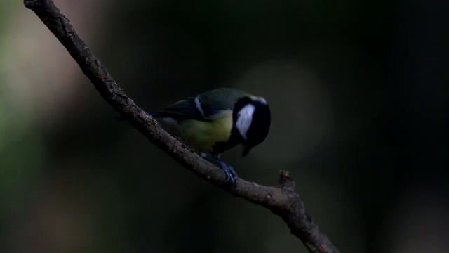 Büyük Baştankara Great Tit Parus Major On Vimeo