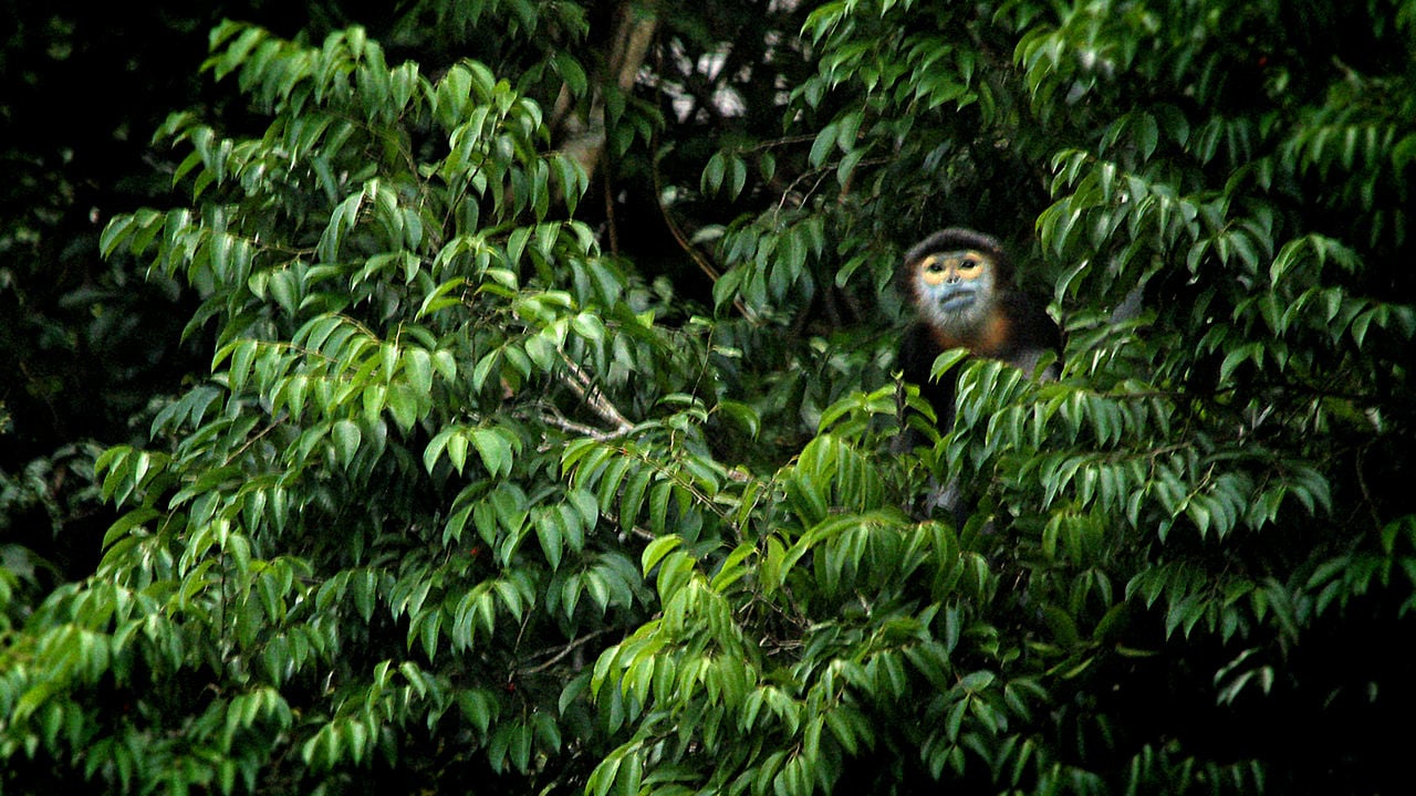 Conserving Colobines: Saving Endangered Leaf Monkeys in Việt Nam ...