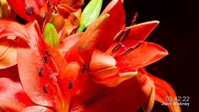 Flower Opening Time Lapse on Vimeo