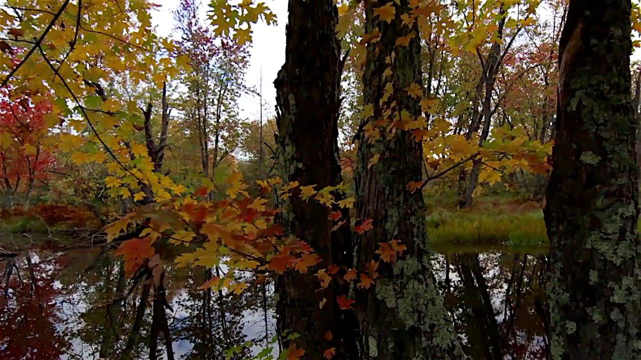 Swamp maples display their color in northeastern Vt on Vimeo