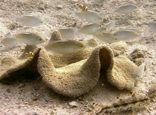 Symbiosis: Cleaner shrimp and Fish Clients on Vimeo