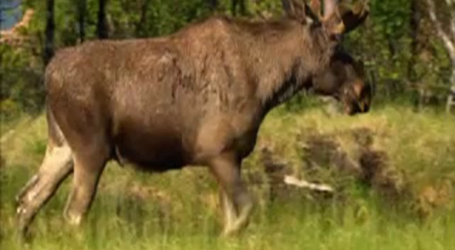 Nordisk Vildmark (Norge) on Vimeo