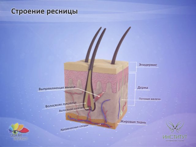 Structure of the Eyelashes on Vimeo