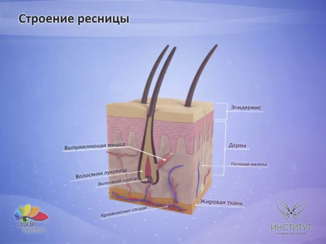 Structure of the Eyelashes