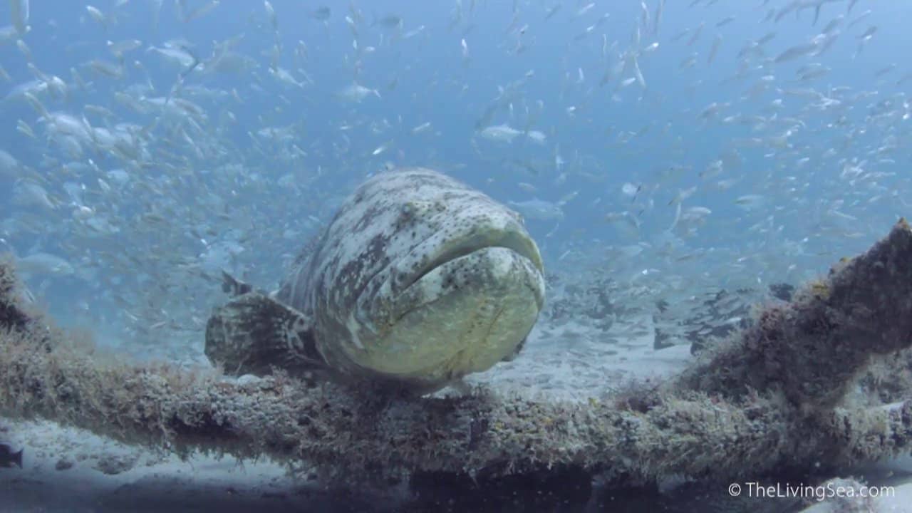 Goliath Grouper Feeding Action on Vimeo