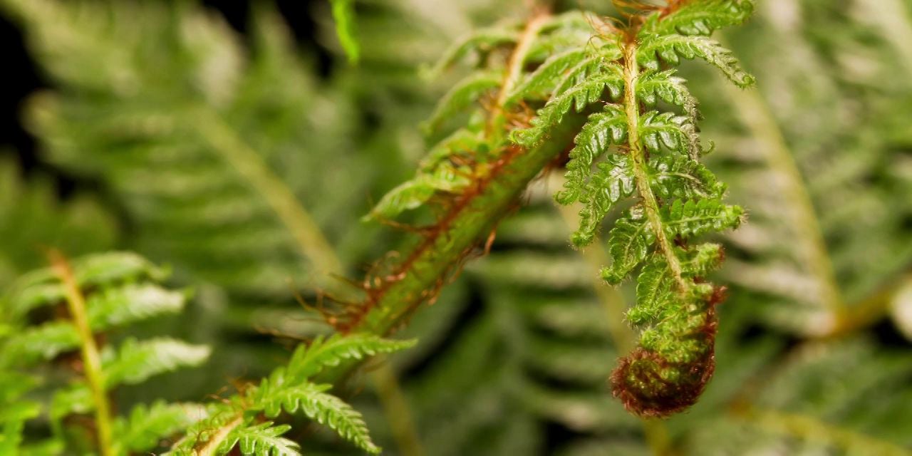 24,480 Minutes with an Australian Tree Fern on Vimeo