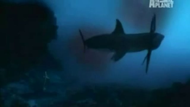 Mejor documental de Animal planet 2012 on Vimeo