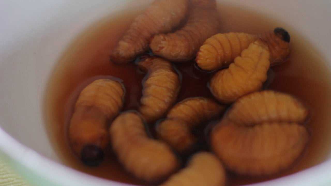 Eating live grubs in Vietnam on Vimeo