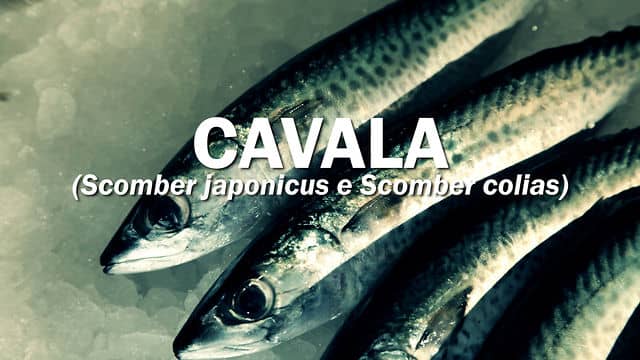 Cavala - Como preparar o MELHOR PEIXE do MUNDO on Vimeo