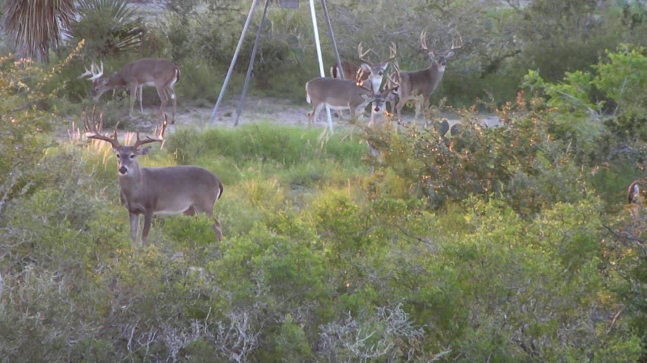 Agua Dulce Ranch - 200 Class Whitetail Deer Hunts in South Texas on Vimeo