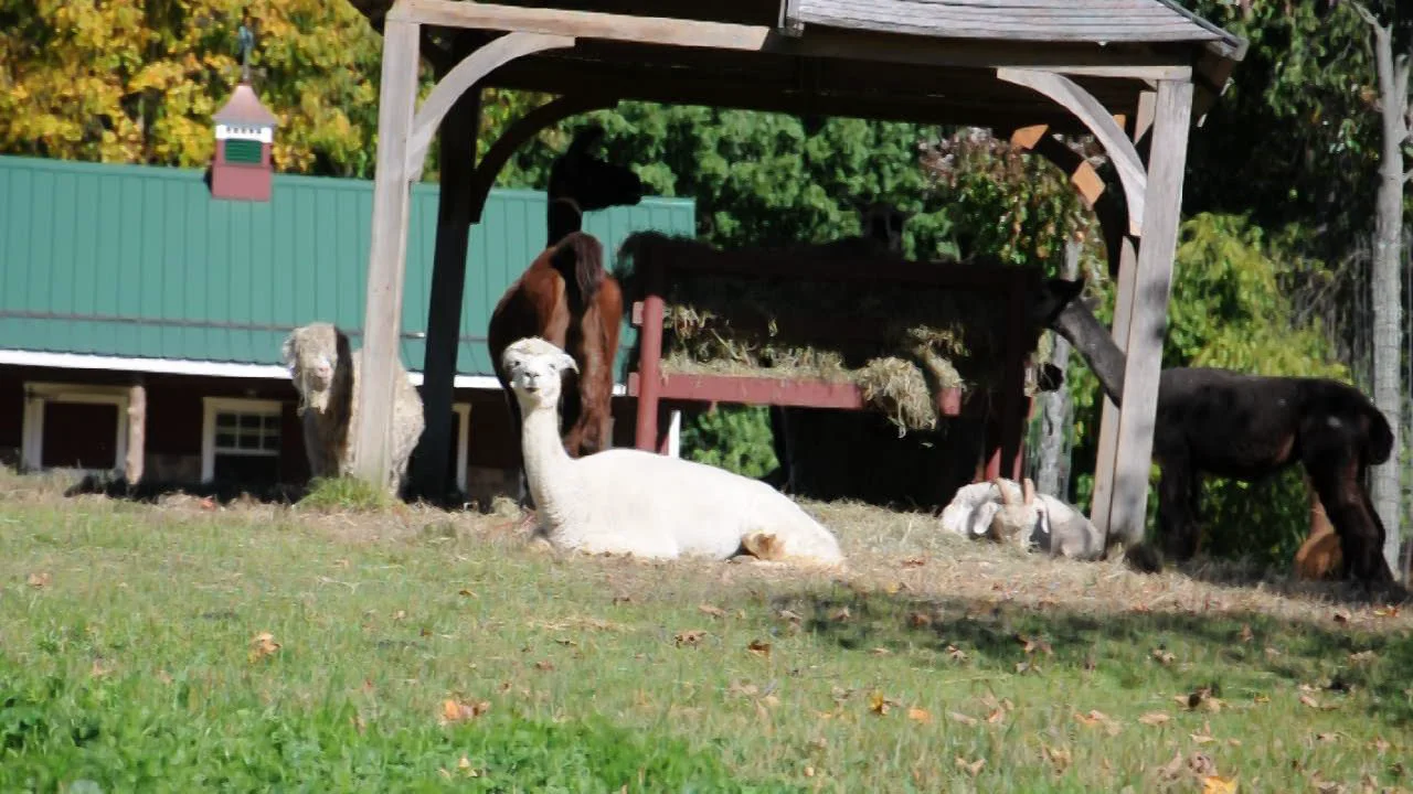 Bleat Boxing With A Sheep on Vimeo