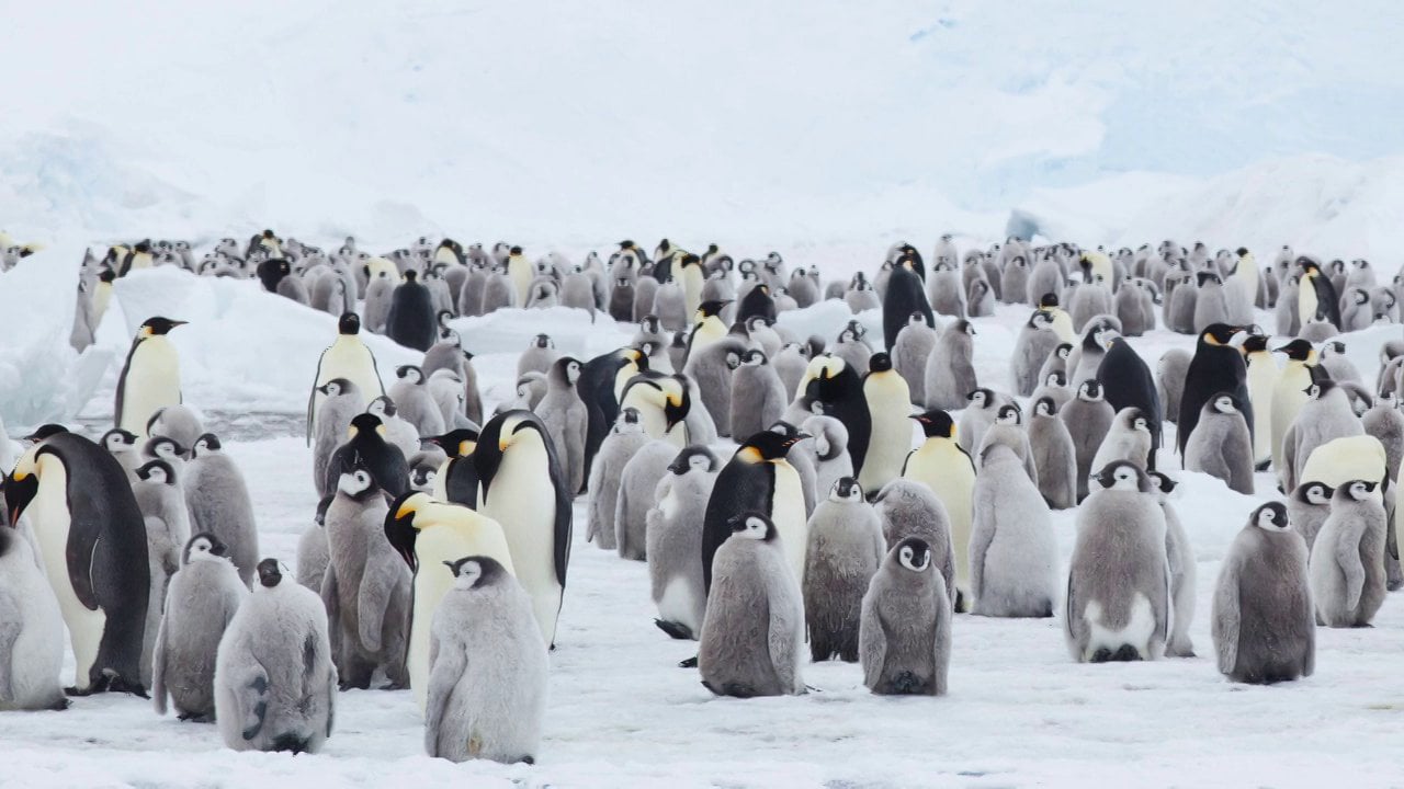 The Penguin Situation on Vimeo