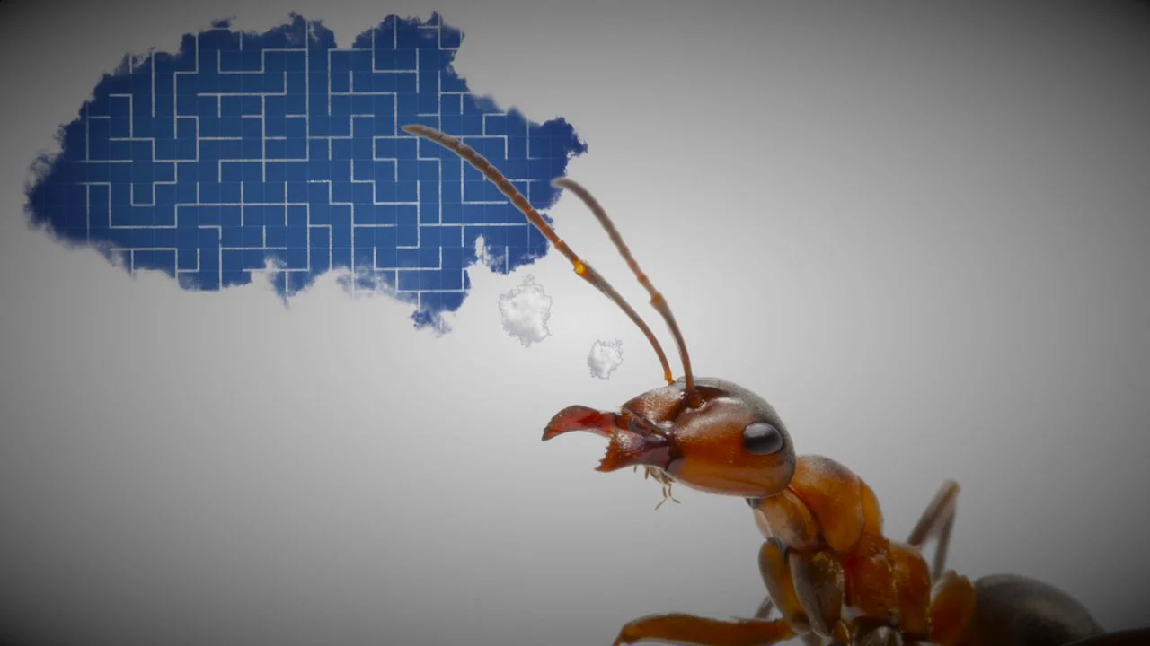 That's a Fact - Ant Engineer