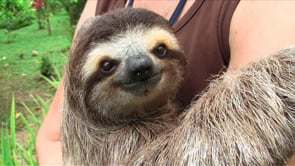Sloth TV on Vimeo