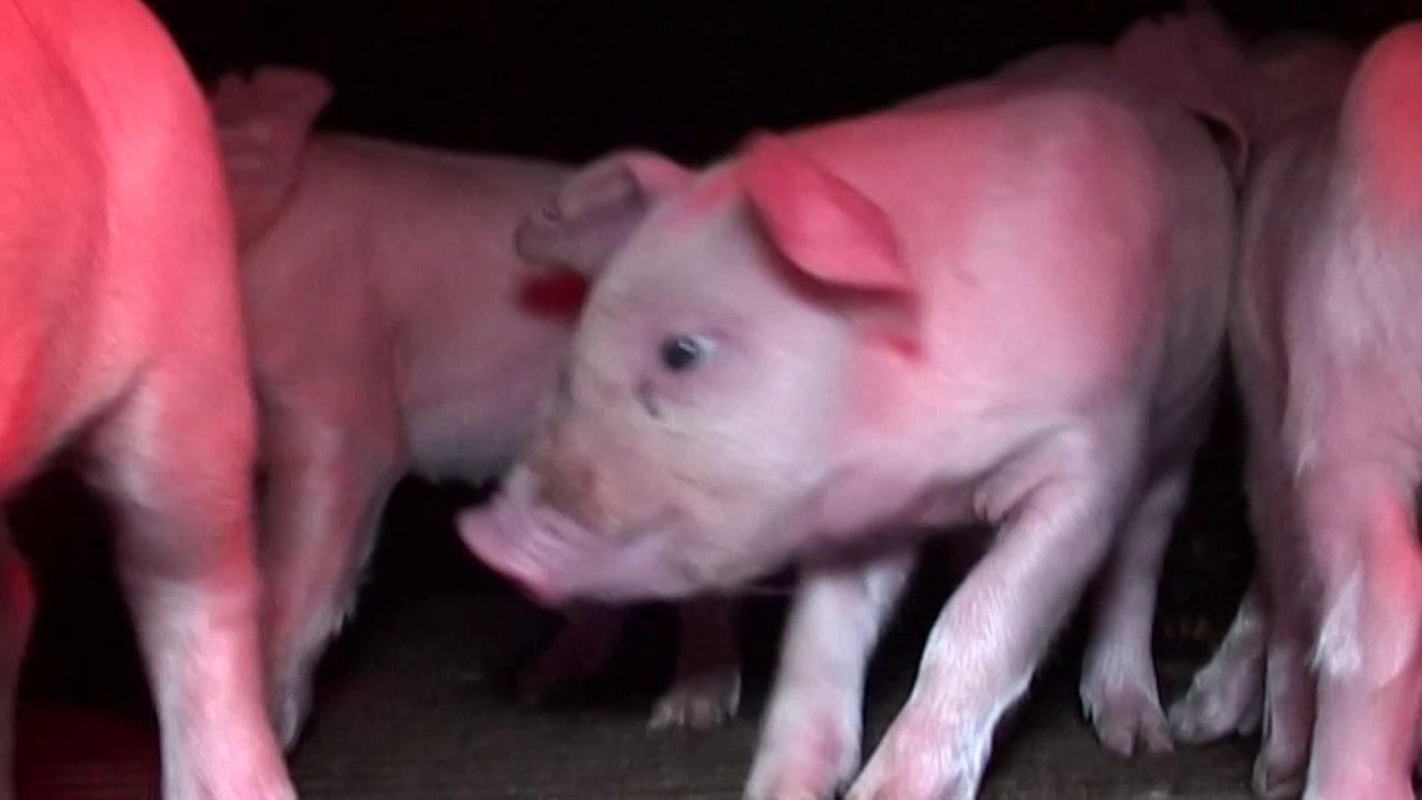 Factory farming footage on Vimeo